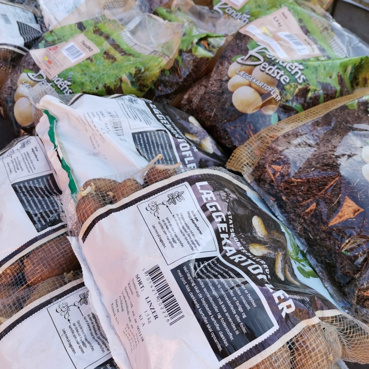 Læggekartofler i poser til køkkenhaven