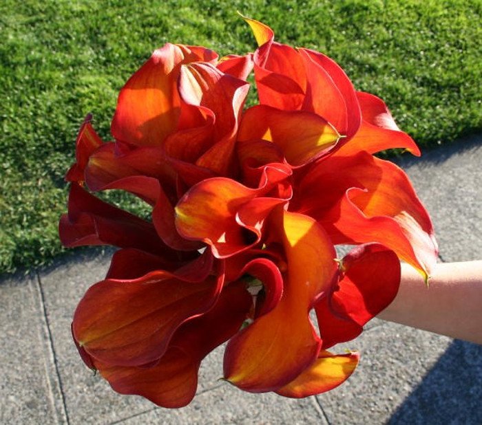 Calla Captain Trinity, (Zantedeschia) Kalla