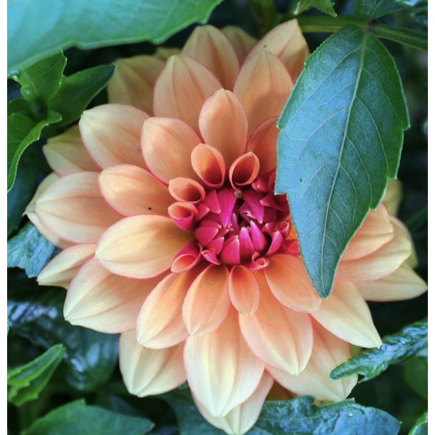 Dahlia Creme de Cognac, orange og gyldne toner Dahlia Creme de Cognac, orange og gyldne toner