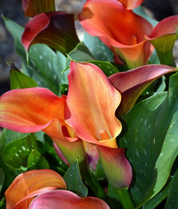 Calla Hot Shot i flammende Orange, (Zantedeschia) Kalla