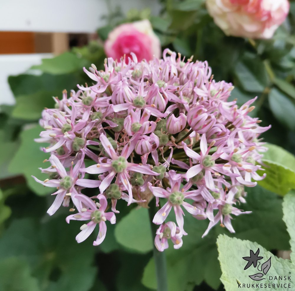 Prydløg Pink Jewel, Allium nigrum - lyserød