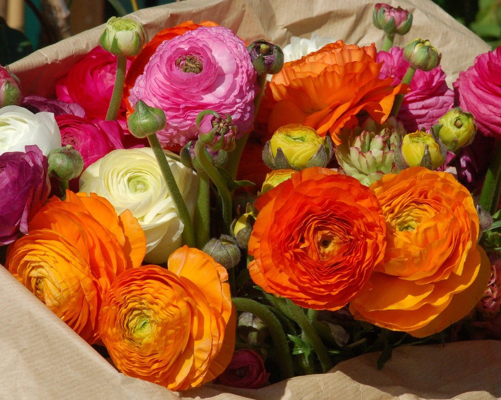 Ranunculus Viva Mix - Ranunkler i blandede farver.