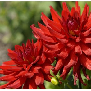 Dahlia - Billige Georginer til krukker