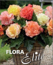 Begonia Samba, blandede eksotiske farver. Pakke med 3 knolde