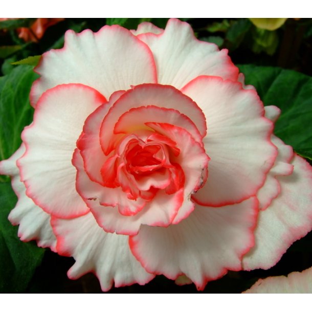 Begonia Picotee, Dobbelt Hvid med rødlig kant
