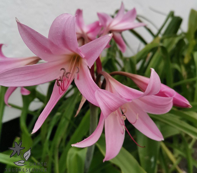 Crinum powellii - Hagelilje