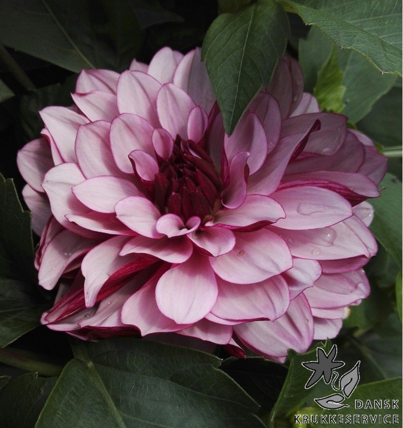 Dahlia Creme de Casis til en Billig pris, Åkande-georgine.