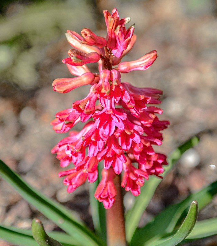 Præpareret Hyacint Jan Bos til drivning i potter og glas