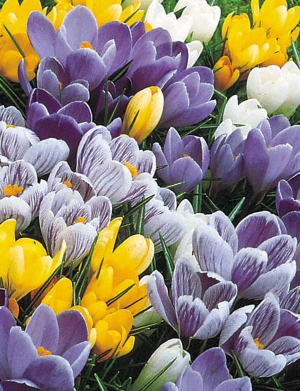 Mix Krokus - Billige Krokusløg i blandede farver.