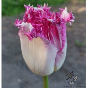 Billige Tulipanløg - Årets nye sortiment er NU på UDSALG