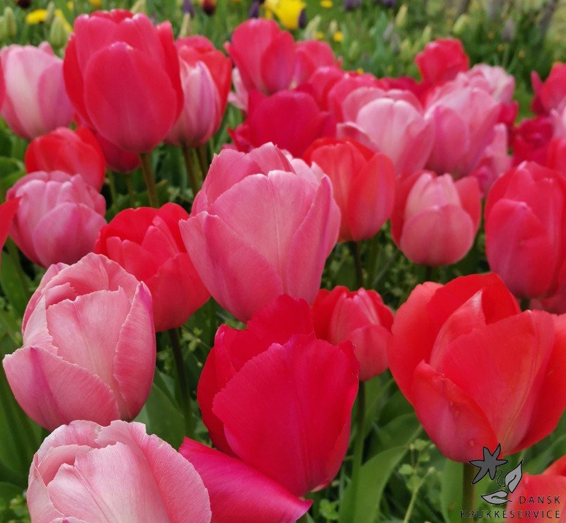 Tulipanblanding Van Eijk. Mix Van Eijk.