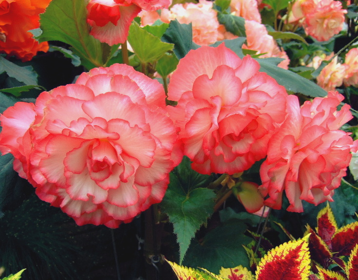 Begonia Picotee, Dobbelt Hvid med rødlig kant